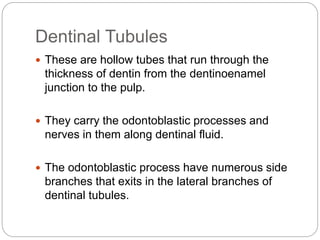Dentin | PPTX