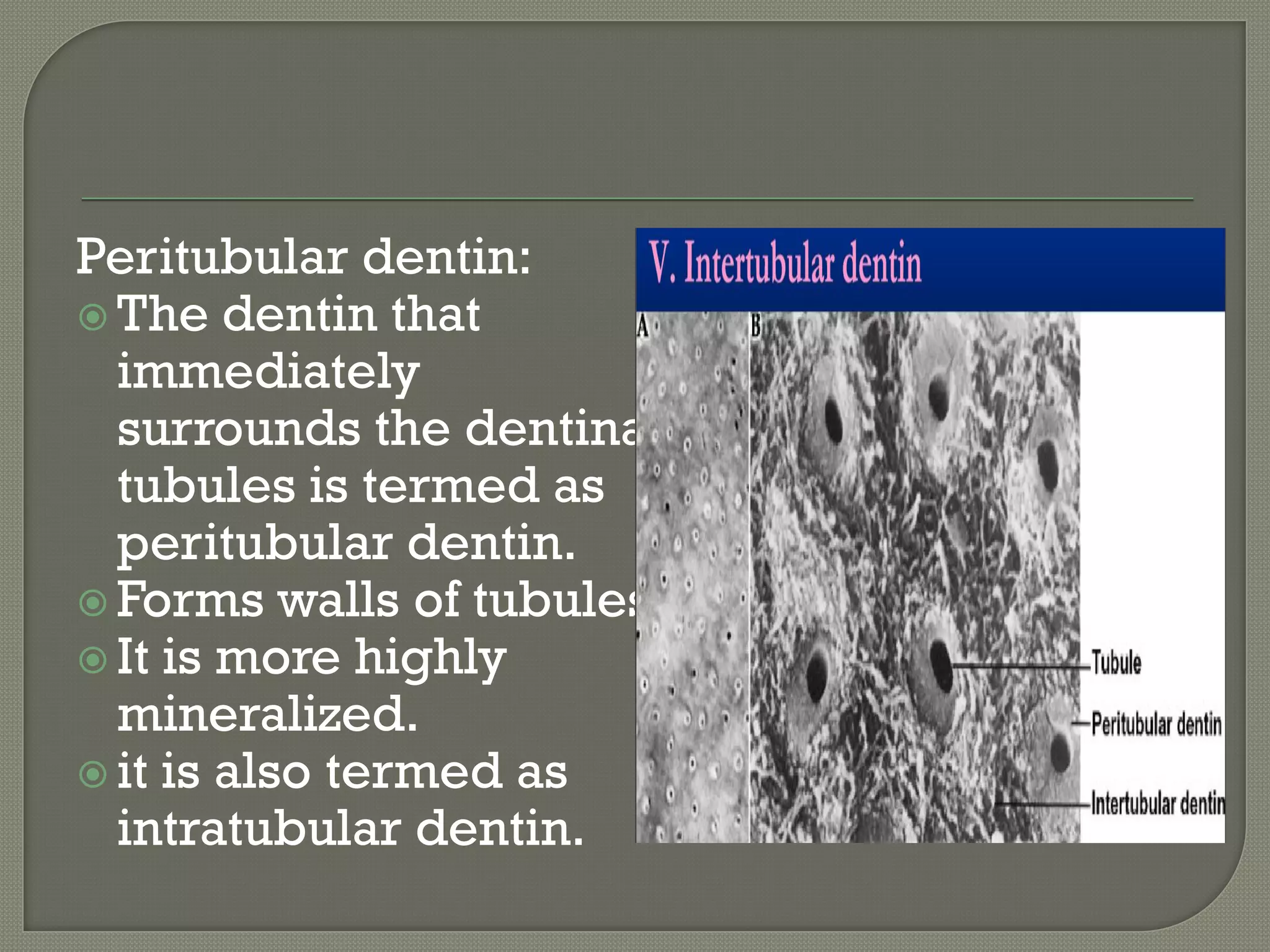 Dentin | PDF
