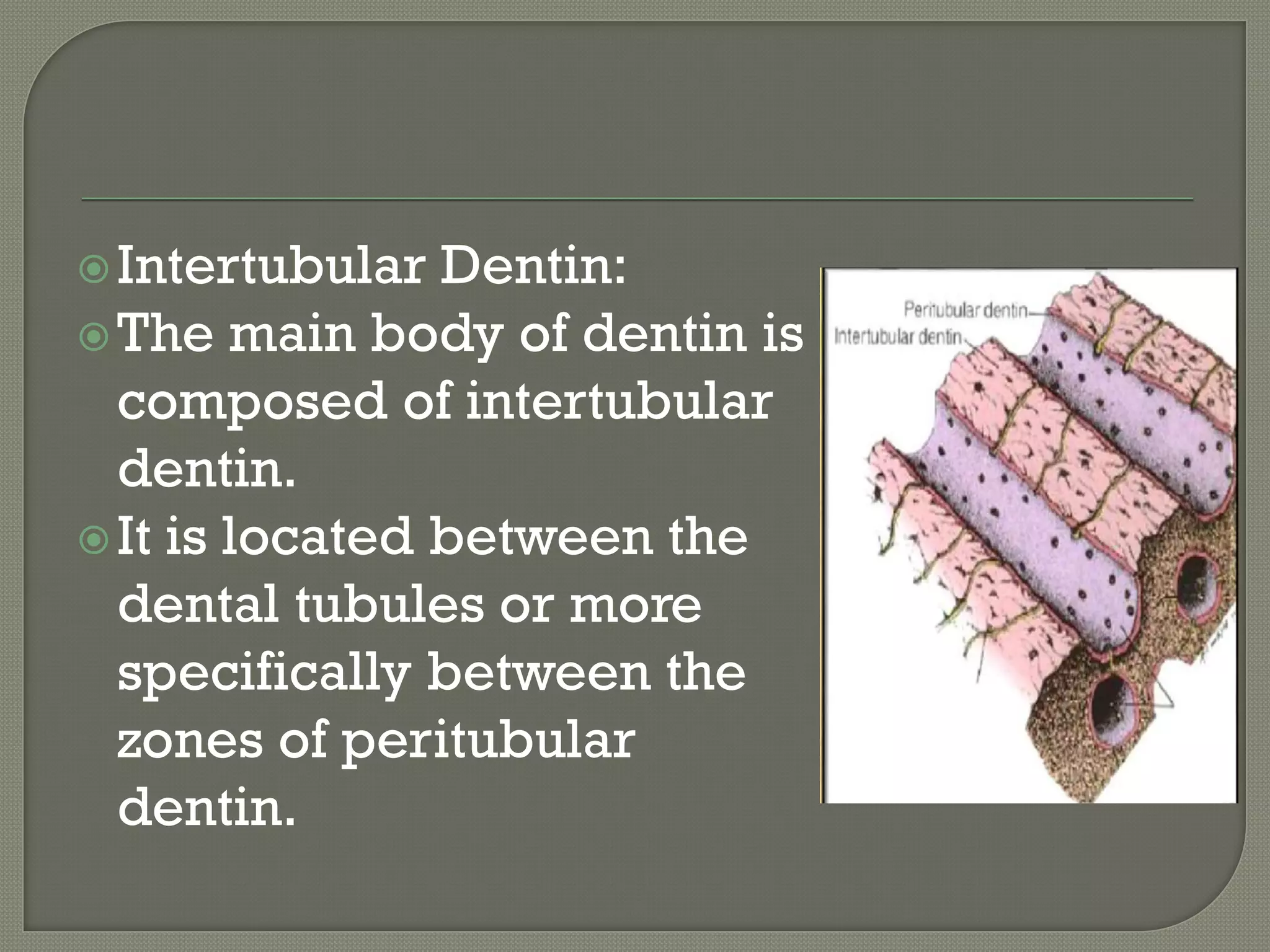 Dentin | PDF