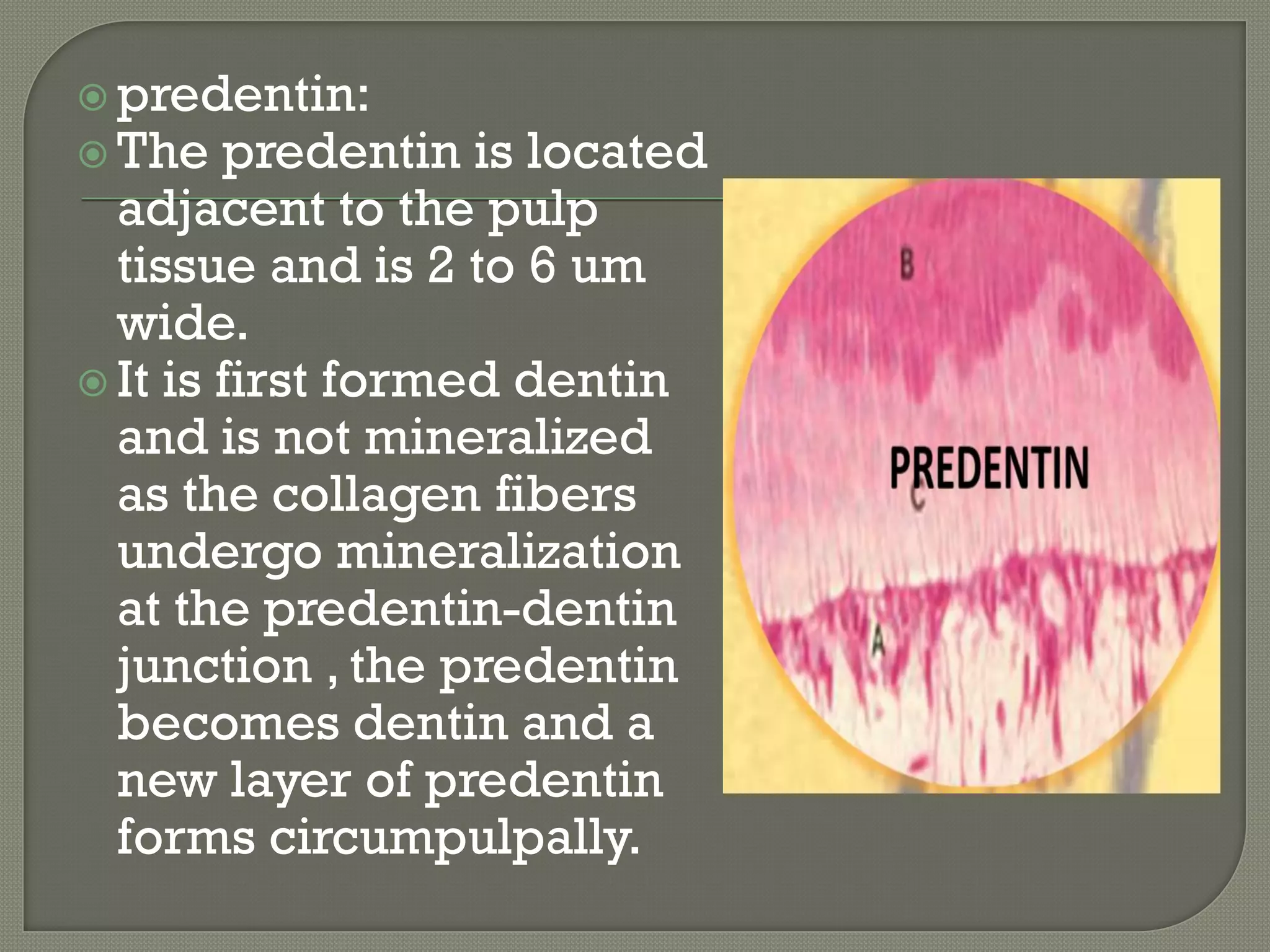 Dentin | PDF