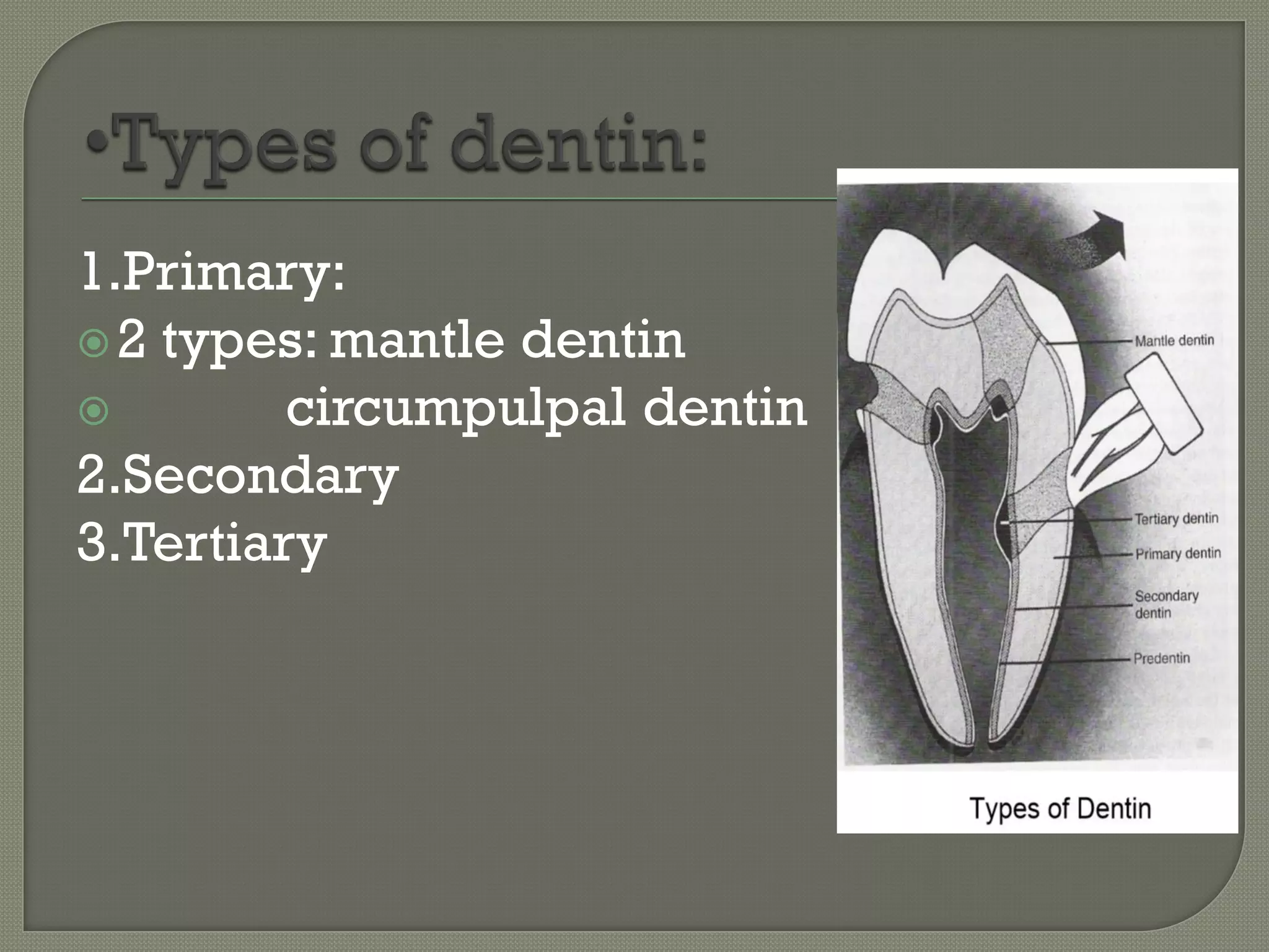 Dentin | PDF