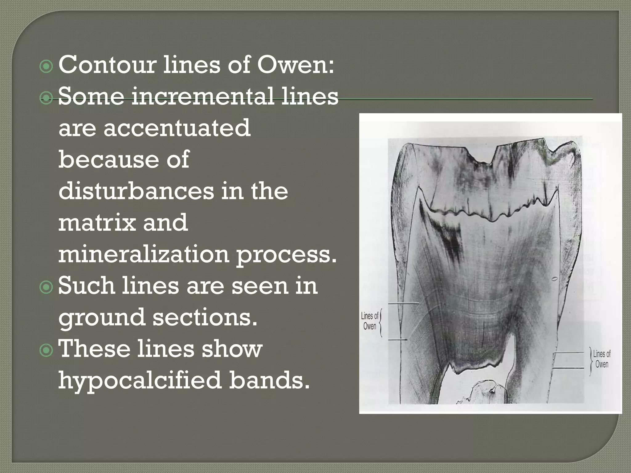 Dentin | PDF