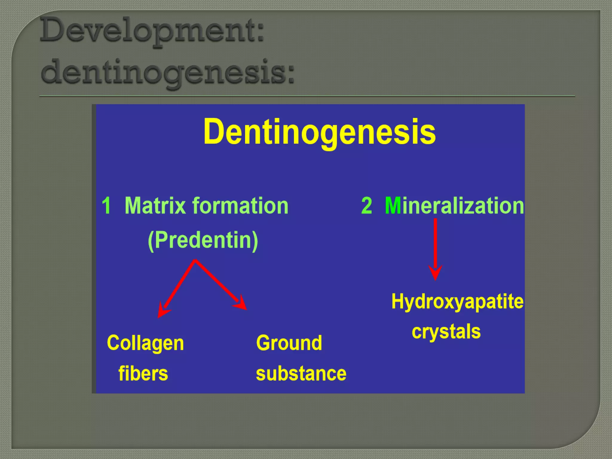 Dentin | PDF