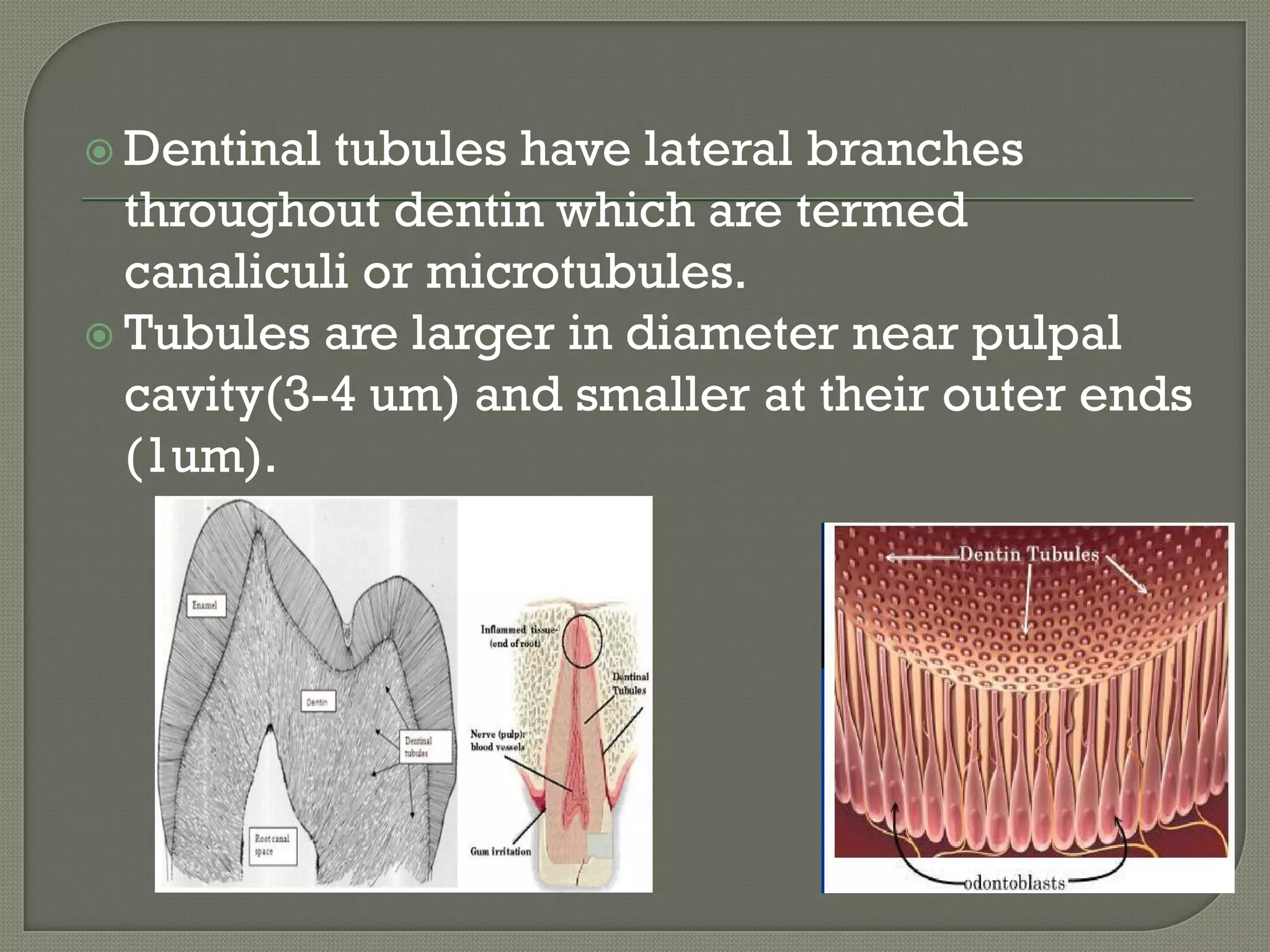 Dentin | PDF