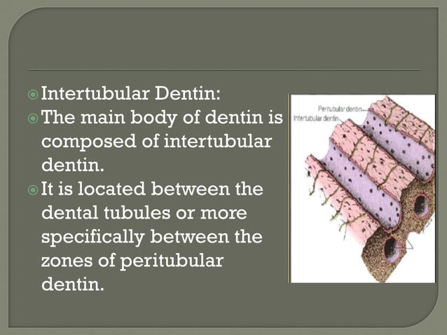 Dentin | PDF