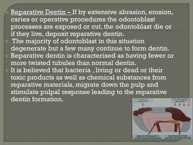 Dentin | PDF