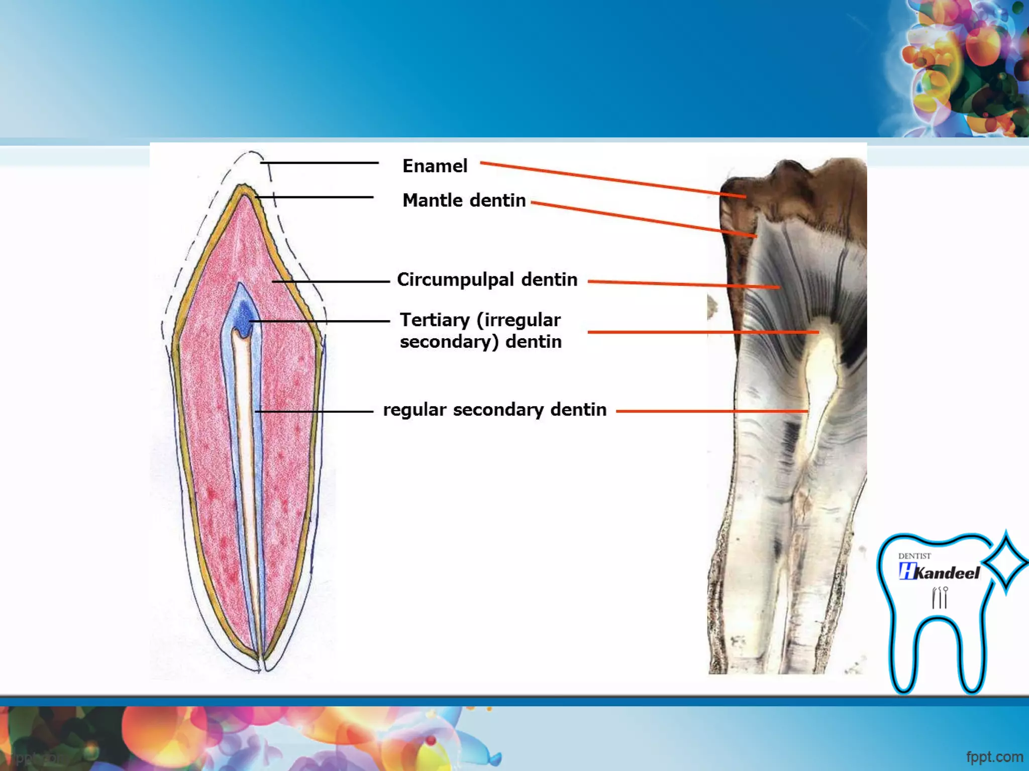 Dentin | PPT