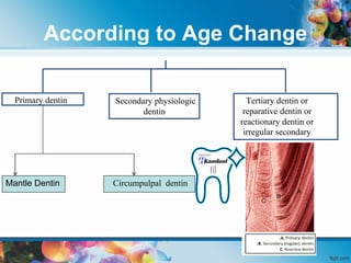 Dentin | PDF