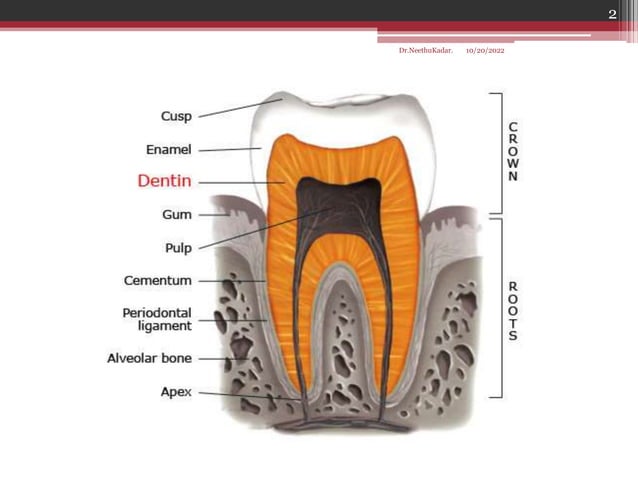 DENTIN.pptx