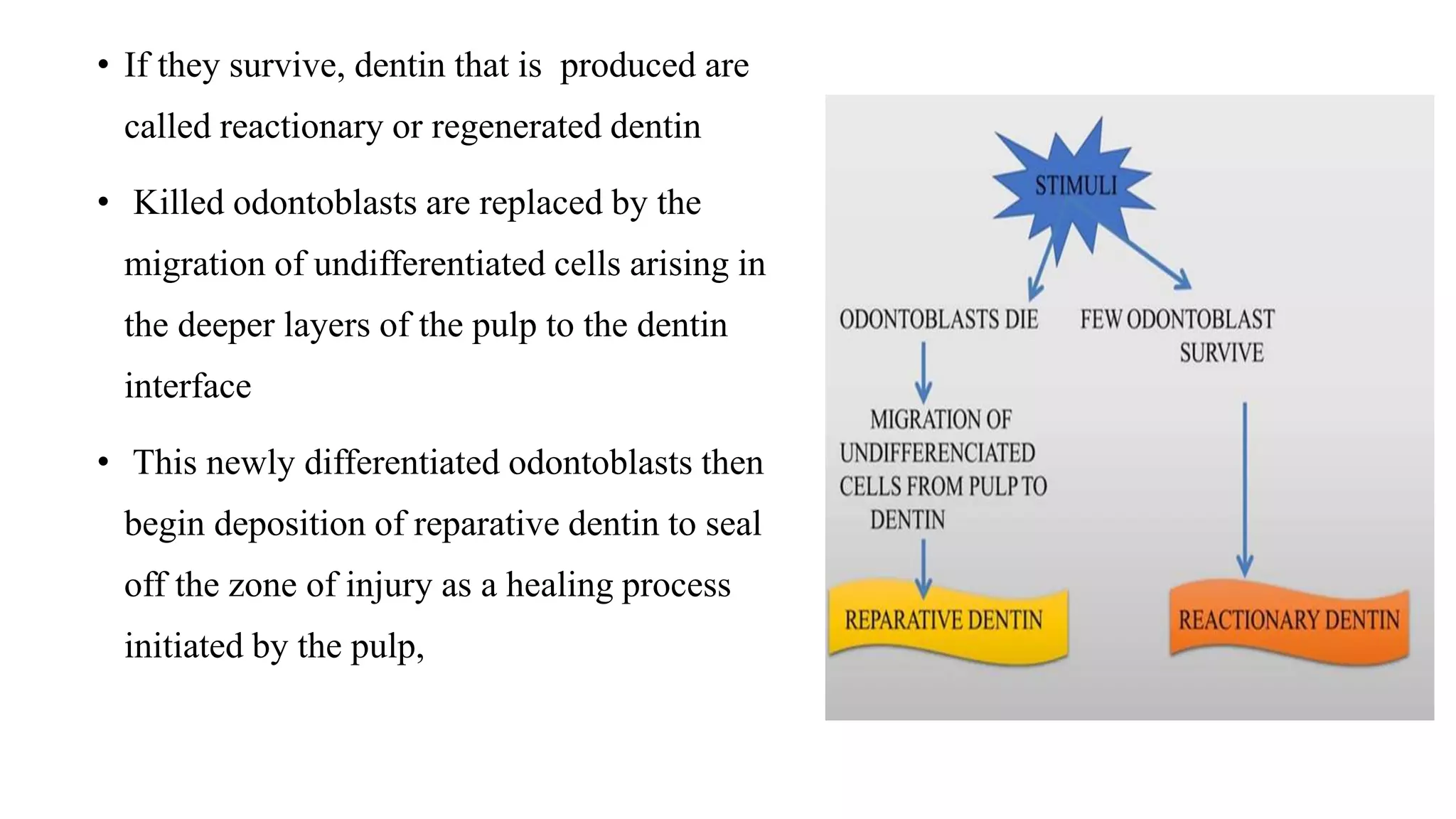 DENTIN.pptx