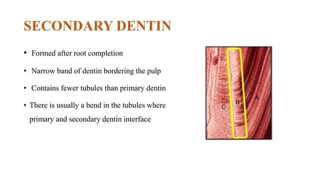 DENTIN.pptx
