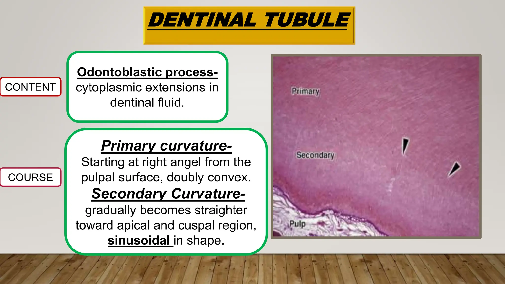 DENTIN seminar DENTIN seminar DENTIN seminar | PPTX