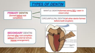 DENTIN seminar DENTIN seminar DENTIN seminar | PPTX