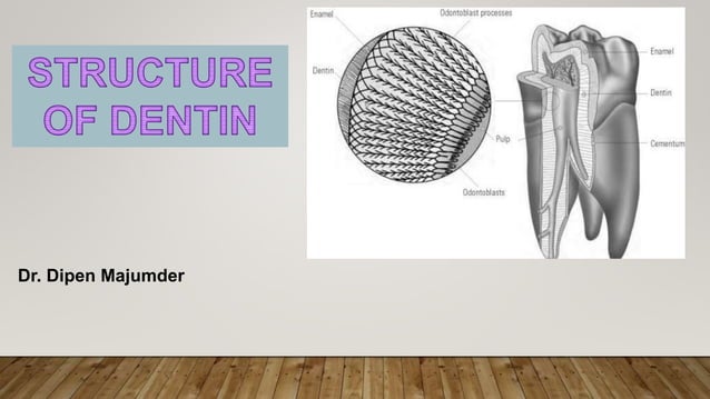 DENTIN seminar DENTIN seminar DENTIN seminar | PPTX | Dental Health | Diseases and Conditions