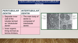 DENTIN seminar DENTIN seminar DENTIN seminar | PPTX