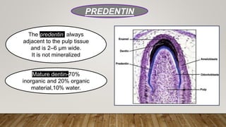 DENTIN seminar DENTIN seminar DENTIN seminar | PPTX