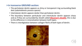 dentin full chapter lecture' oral histology.pdf