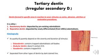dentin full chapter lecture' oral histology.pdf