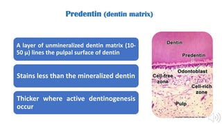 dentin full chapter lecture' oral histology.pdf