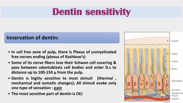 dentin full chapter lecture' oral histology.pdf