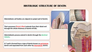 dentin full chapter lecture' oral histology.pdf