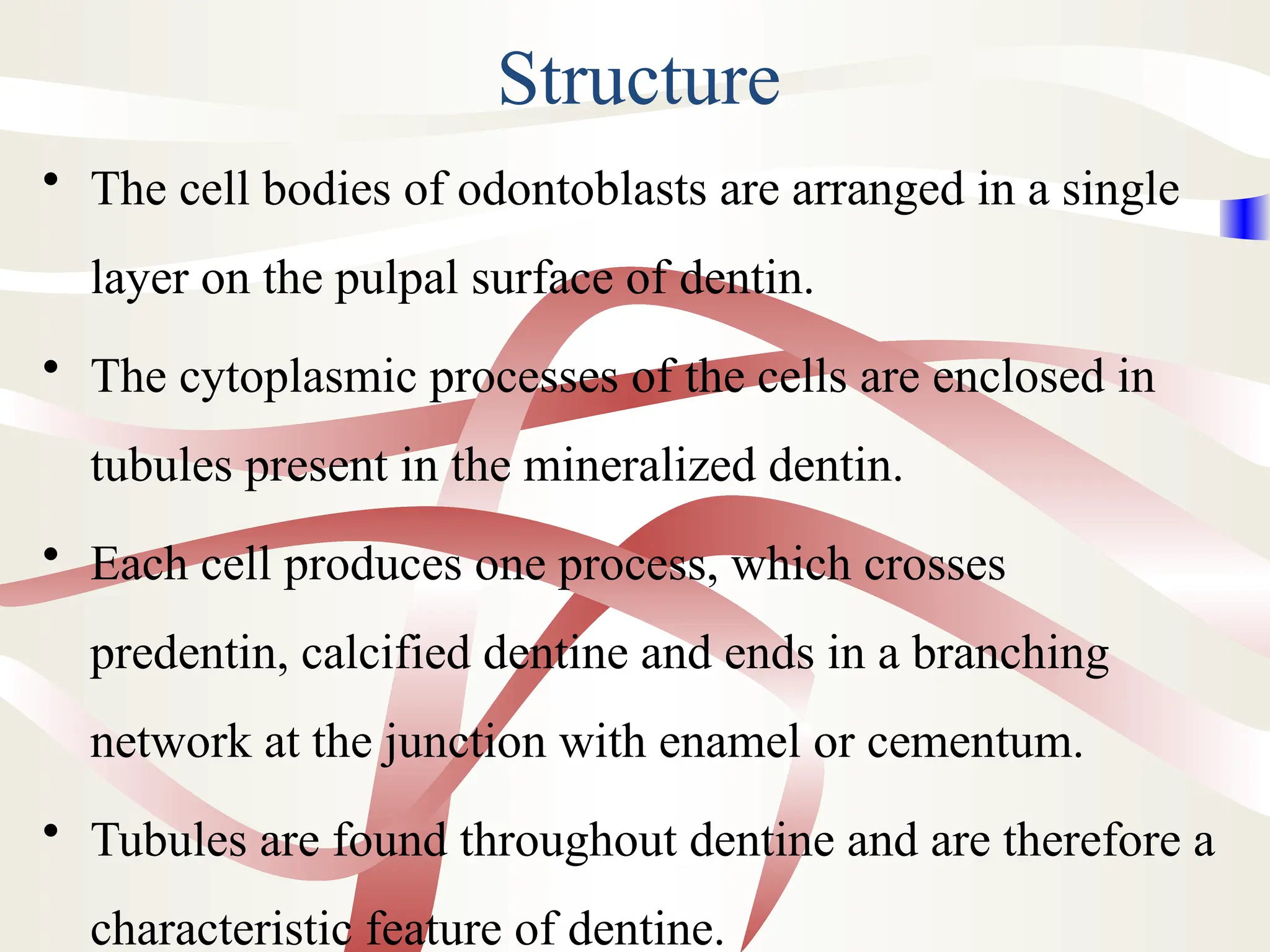 dentin formation , calcification, types , and dentinogenesis explained ...