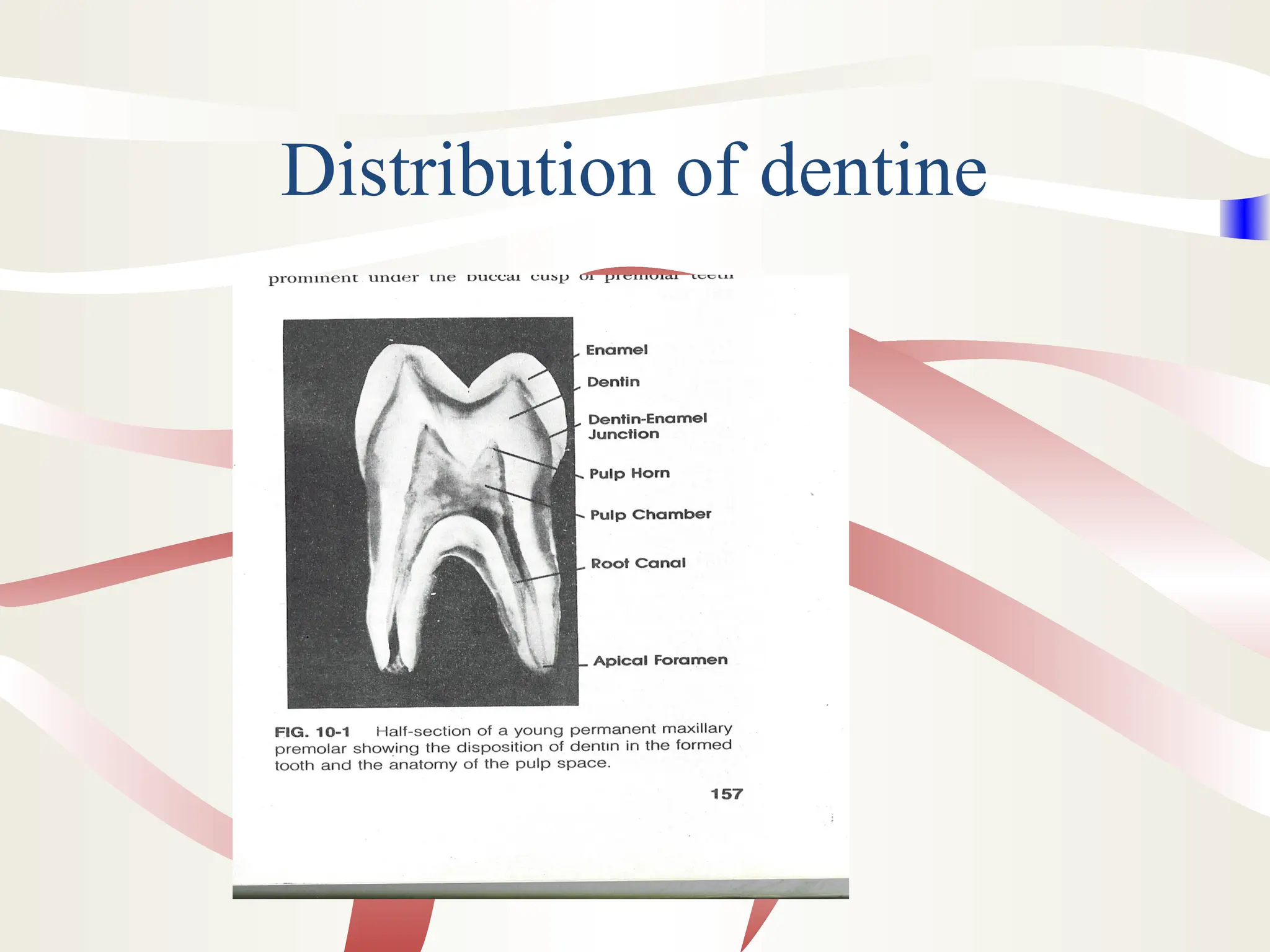 dentin formation , calcification, types , and dentinogenesis explained thoroughly | PPTX