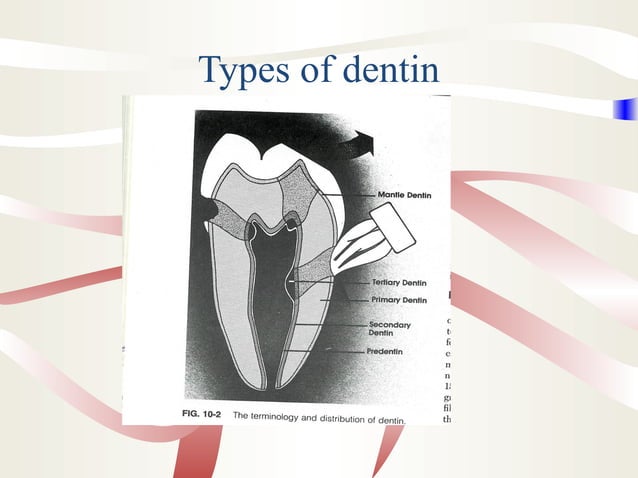 dentin formation , calcification, types , and dentinogenesis explained thoroughly | PPTX