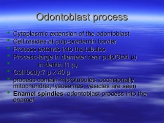 Dentin is a part of tooth. has a mojor role in the tooth structure and ...