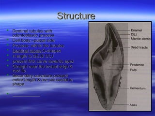 Dentin is a part of tooth. has a mojor role in the tooth structure and ...