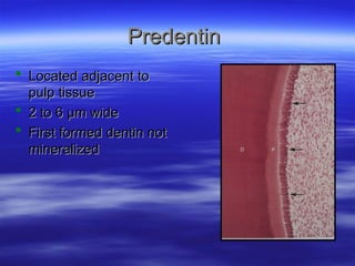 Dentin is a part of tooth. has a mojor role in the tooth structure and ...