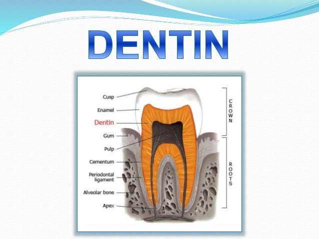 Dentin 2