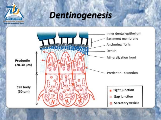 Dentin 2015