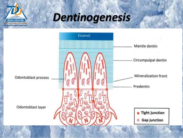 Dentin 2015