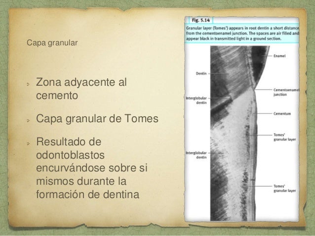 Histología de la dentina