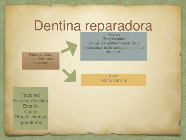 Histología de la dentina