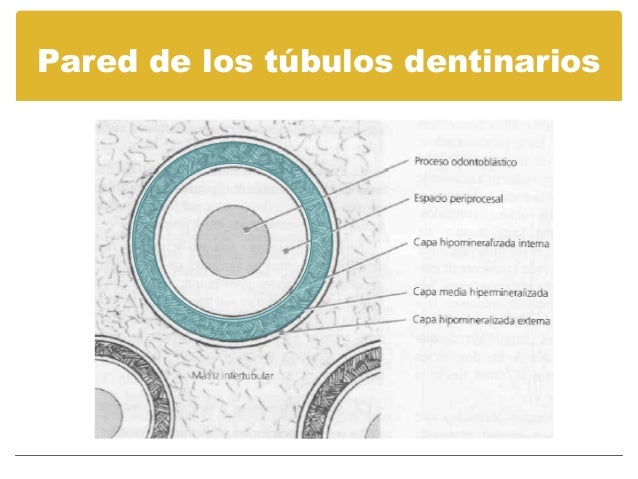 Dentina y dentinogénesis