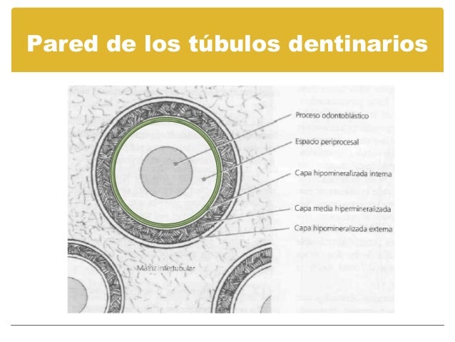 Dentina y dentinogénesis