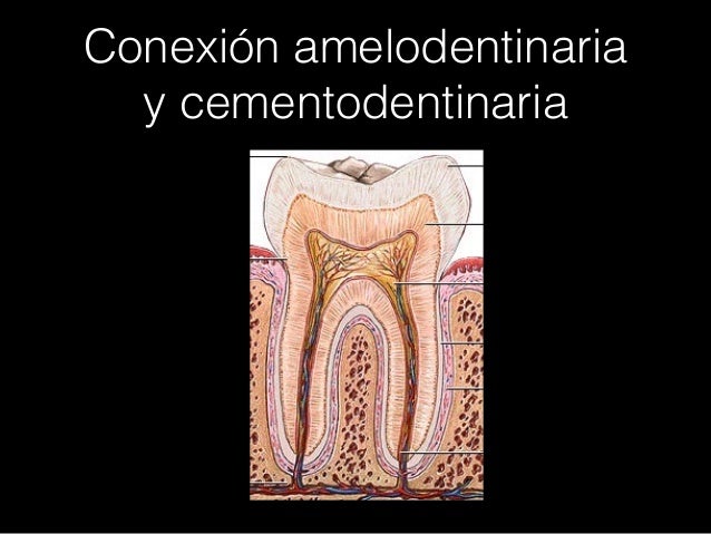 Dentina y dentinogénesis