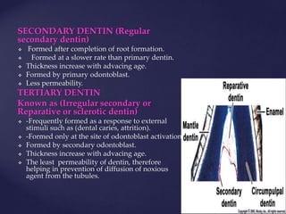 Dentin ^_^ | PPT | Free Download