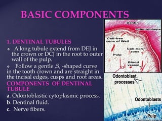 Dentin ^_^ | PPT | Free Download
