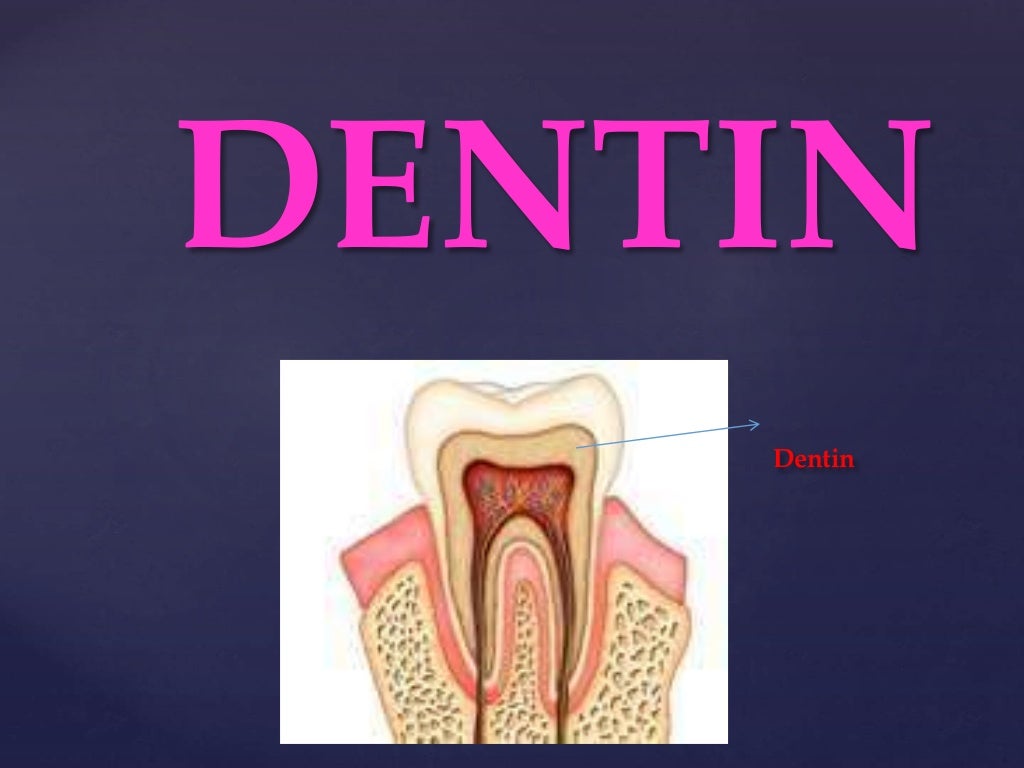 Dentin