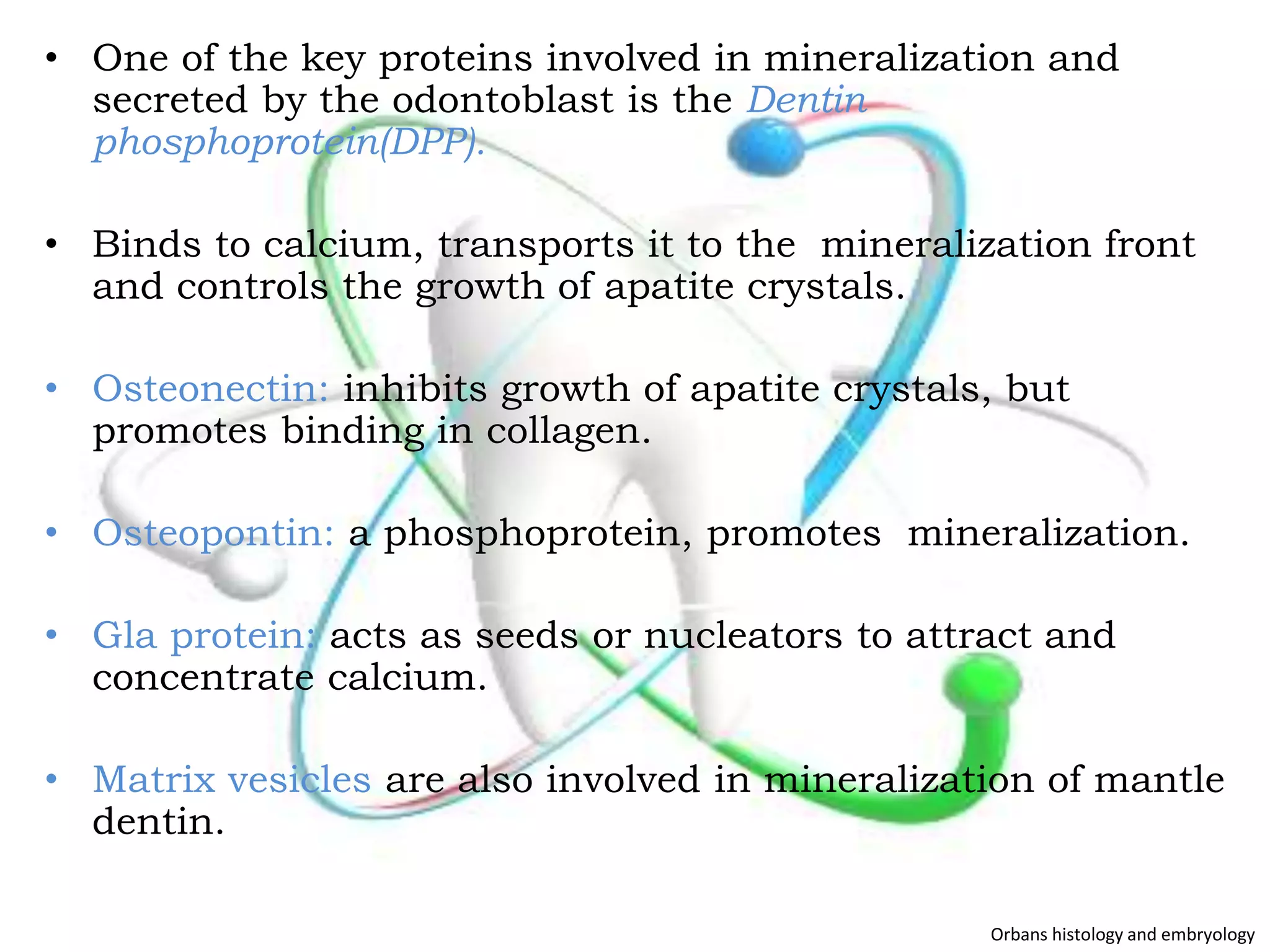 Dentin development | PPTX