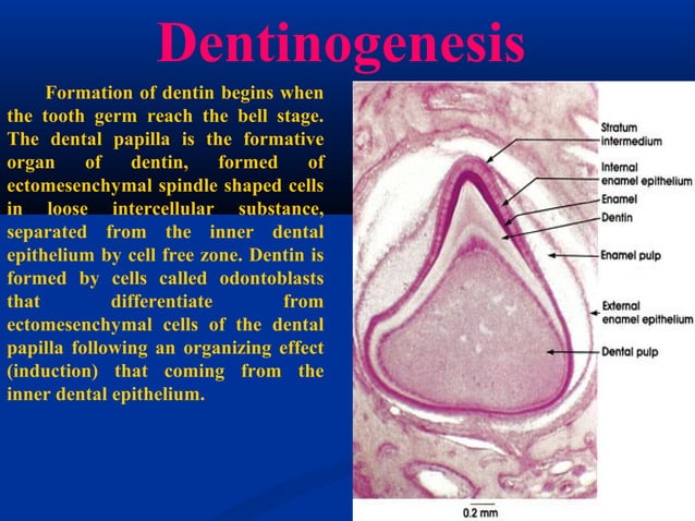 Dentine lecture | PPT
