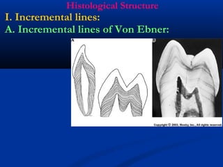 Incremental Lines Of Von Ebner