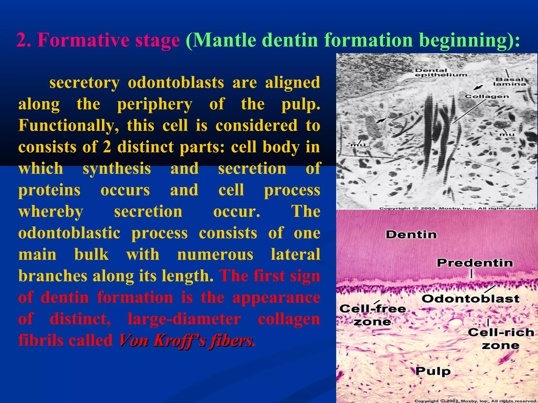 Dentine | PPT