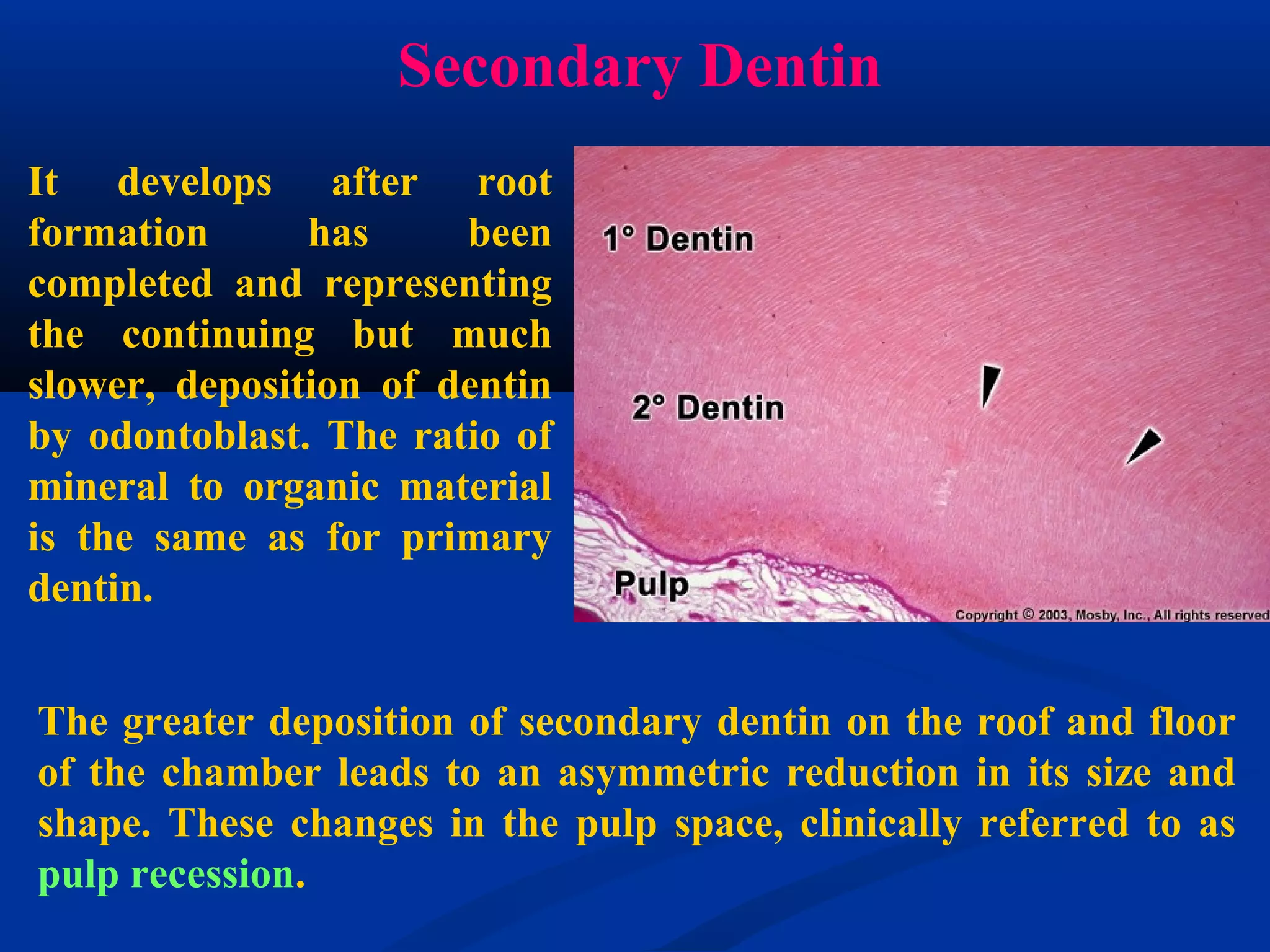 Dentine | PPT