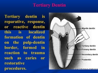 Dentine | PPT