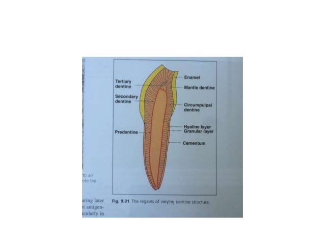 Oral Histology - Dentine