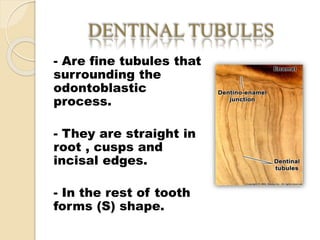 Dentin^_^ | PPT